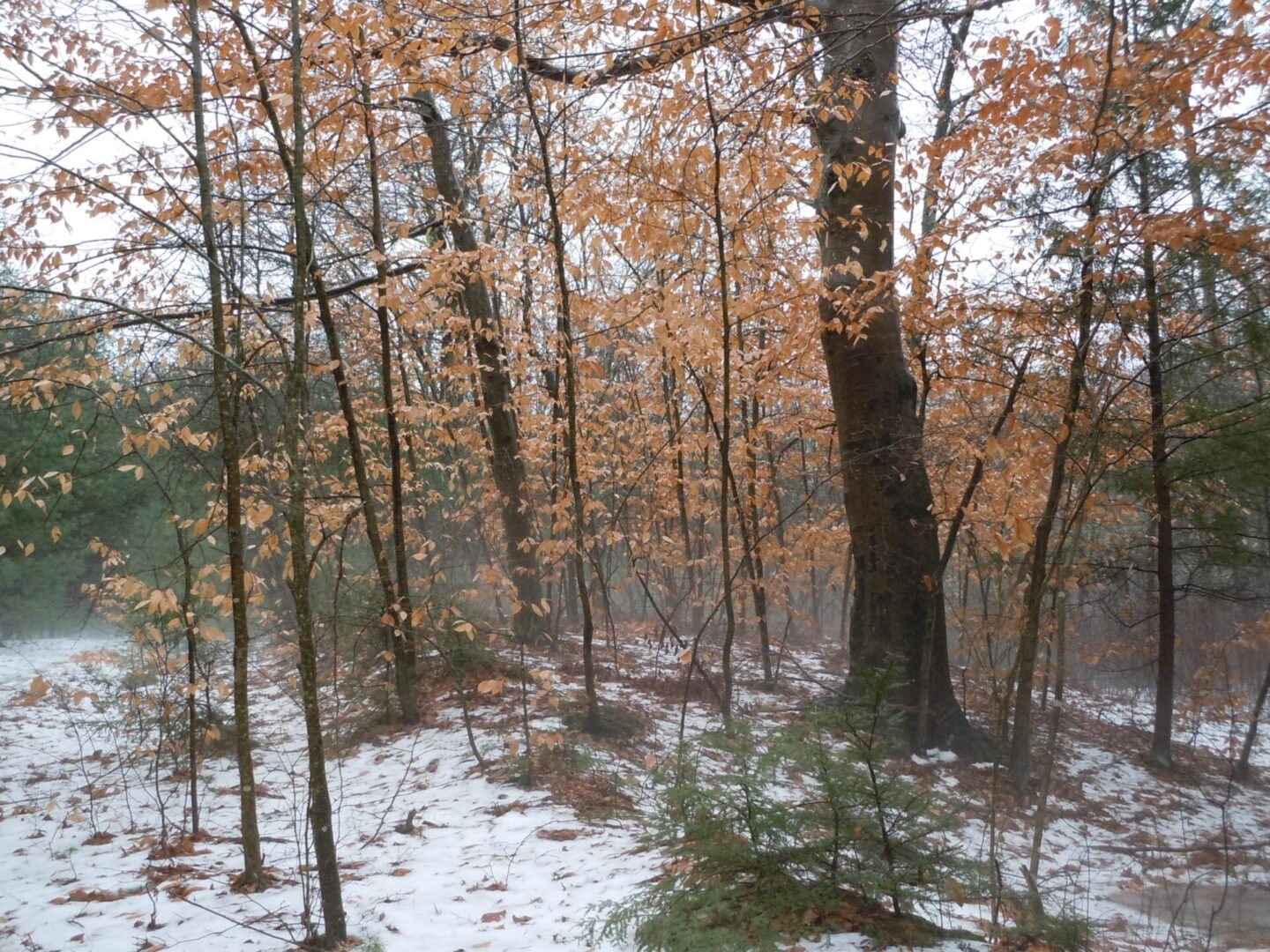 Take A Winter Tree ID Walk This Saturday – Holliston Reporter